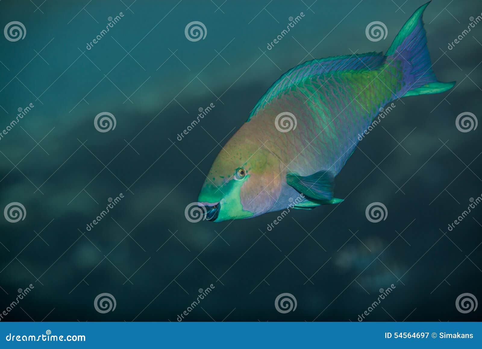 Medium Size Green Scarus Fish Stock Image - Image of blue, aquatic ...