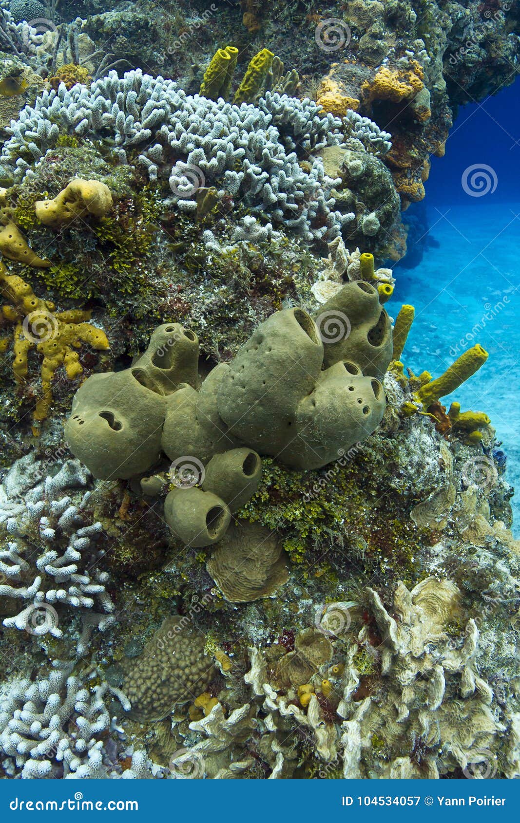 Tubulate sponge in a reef stock image. Image of reef - 104534057