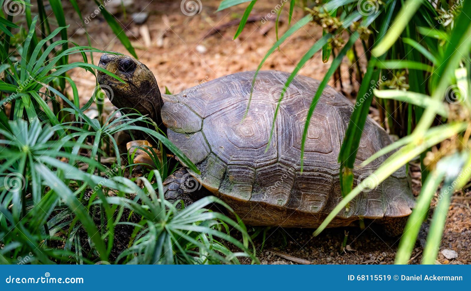 Medium size turtle stock image. Image of plants, wildlife - 68115519