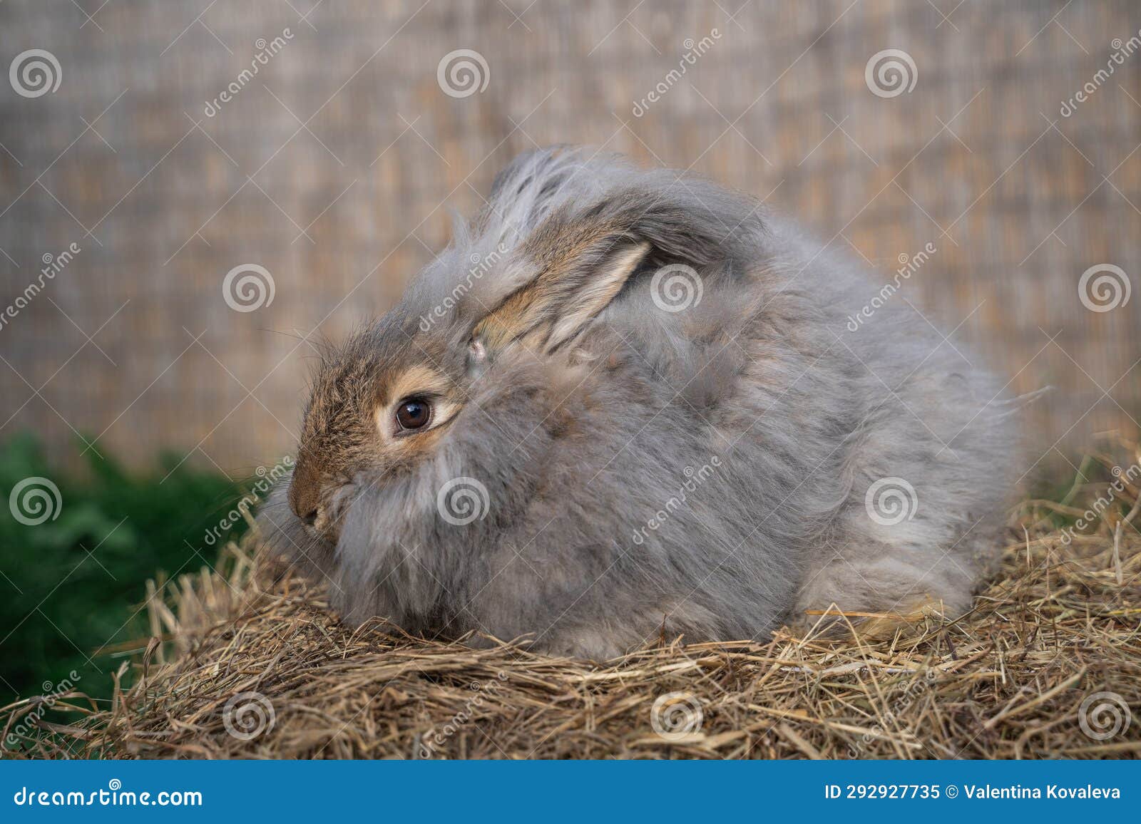 Medium Sized Angora Gray Rabbit Sitting on a Haystack on a Sunny Day ...
