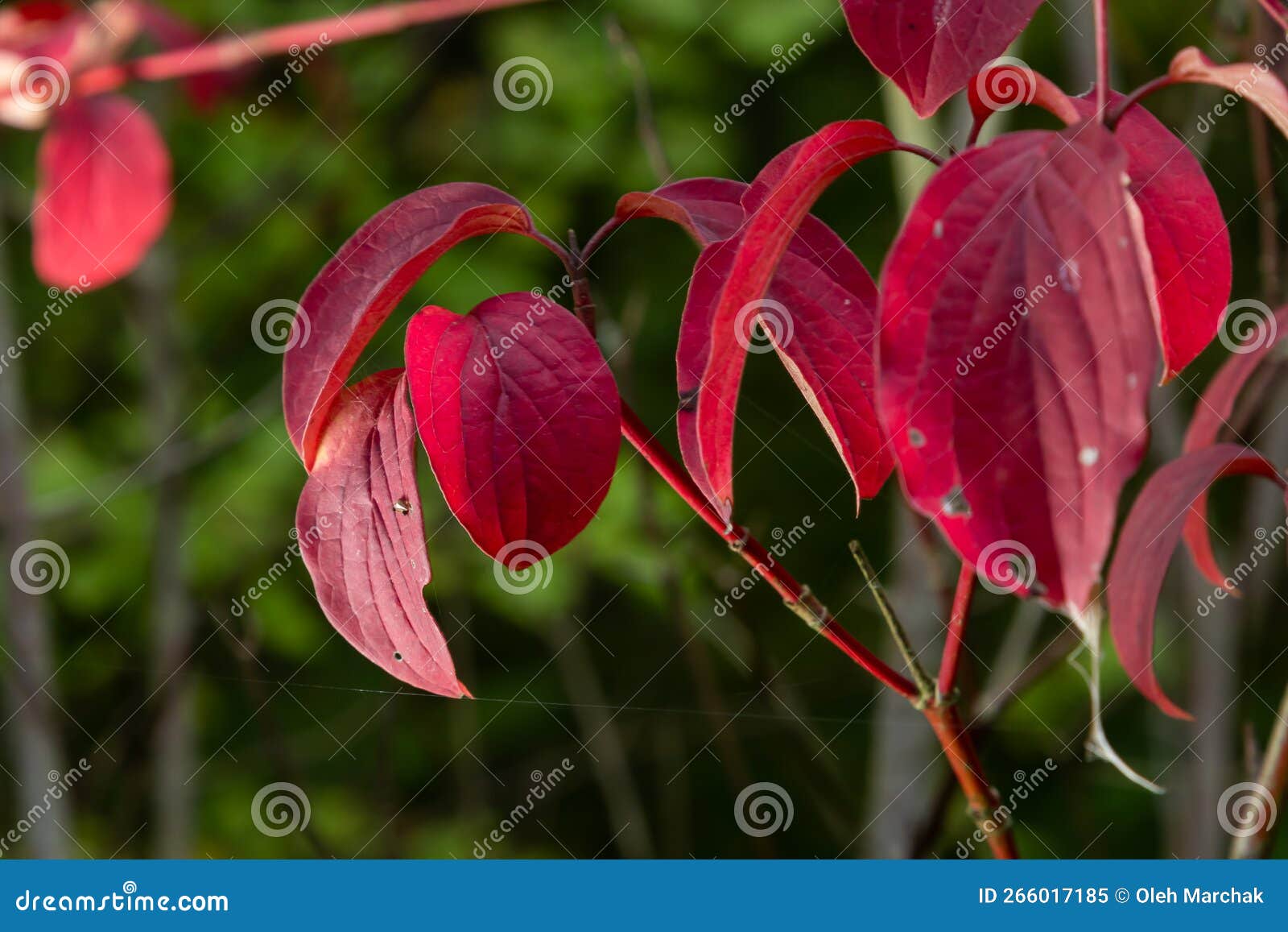 A Medium-sized Deciduous Shrub with Arguably the Most Intensely ...