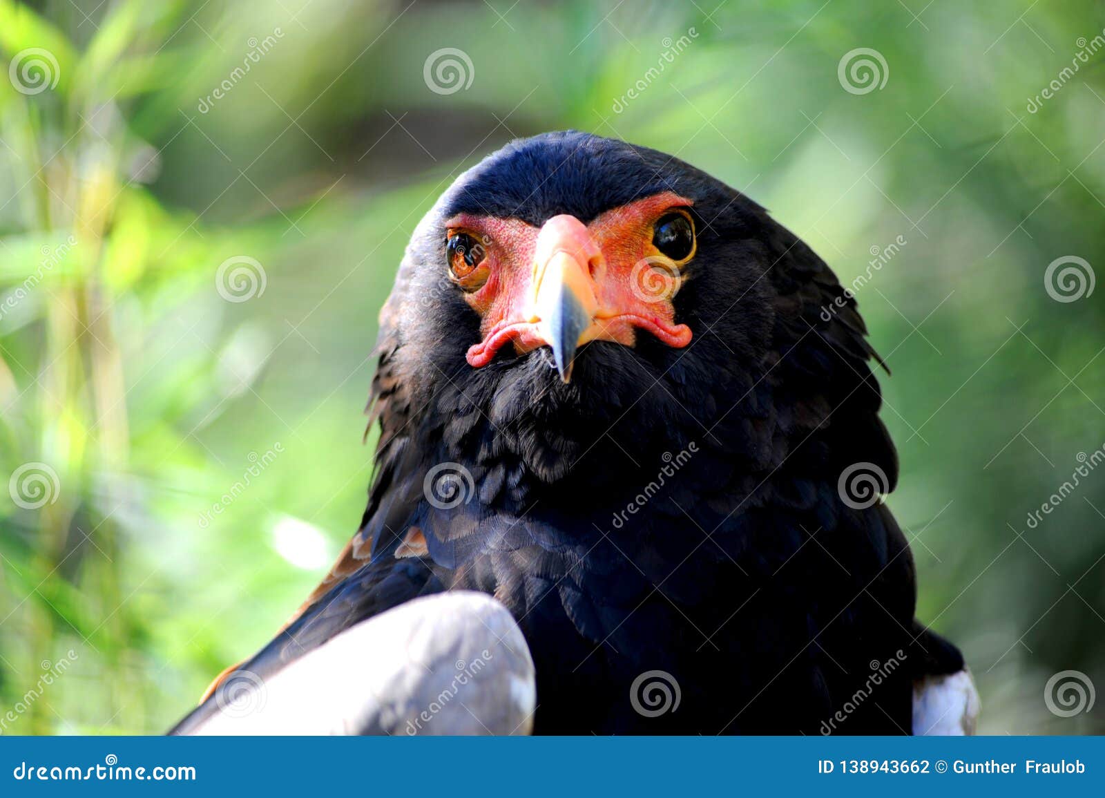 The Bateleur Eagle is a Medium Sized Black Eagle with Colorful Face and ...