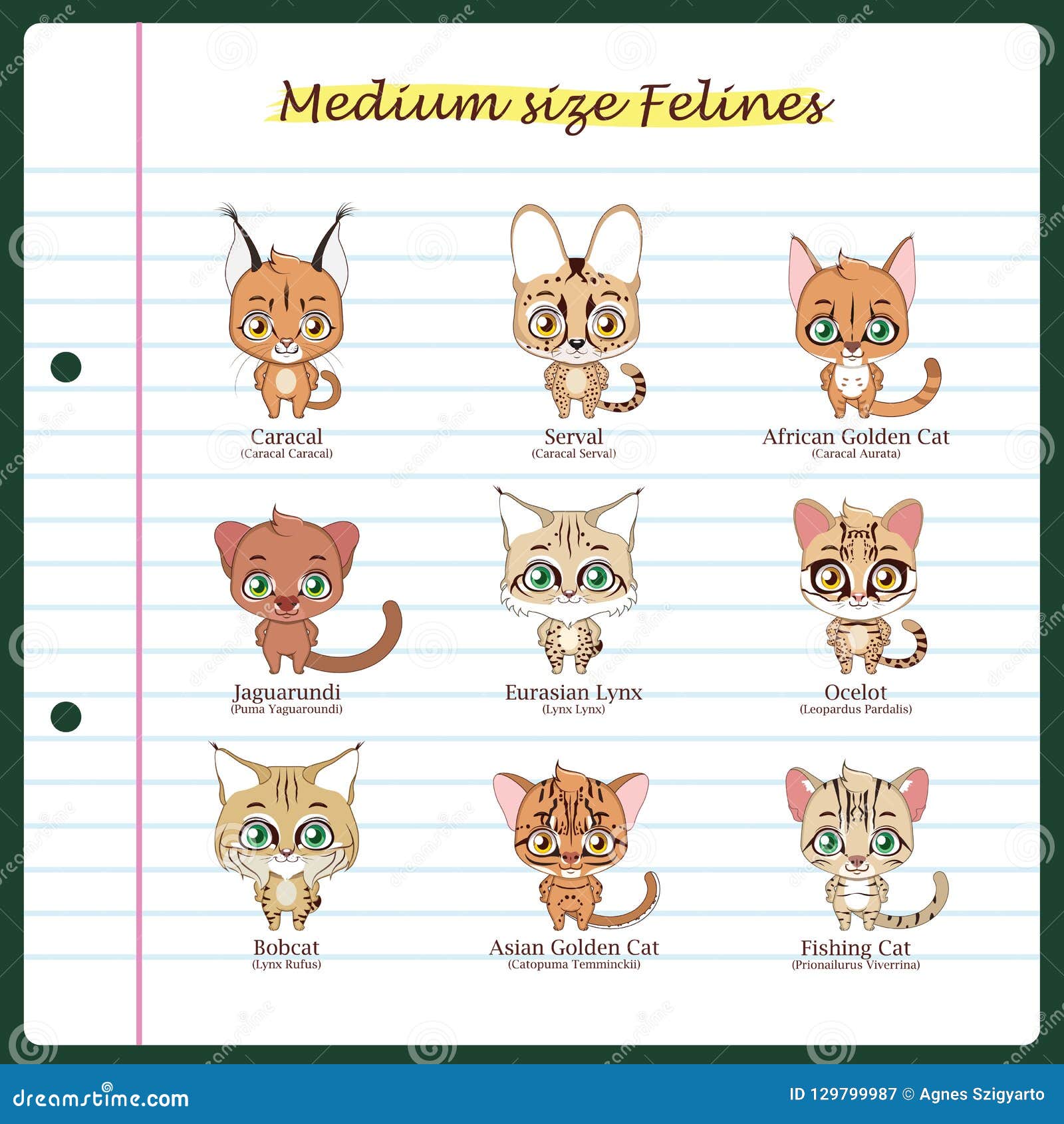 Medium Sized Feline Illustrations with Regular and Scientific Na Stock ...
