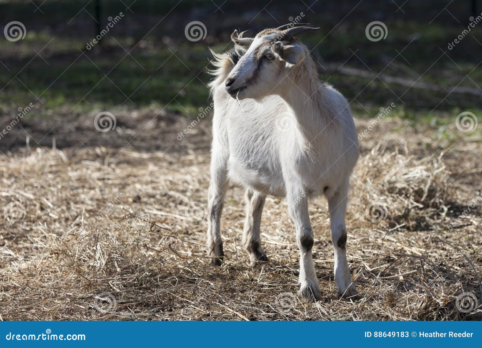 Medium Sized Goat Standing in Pasture Field. Stock Image - Image of ...
