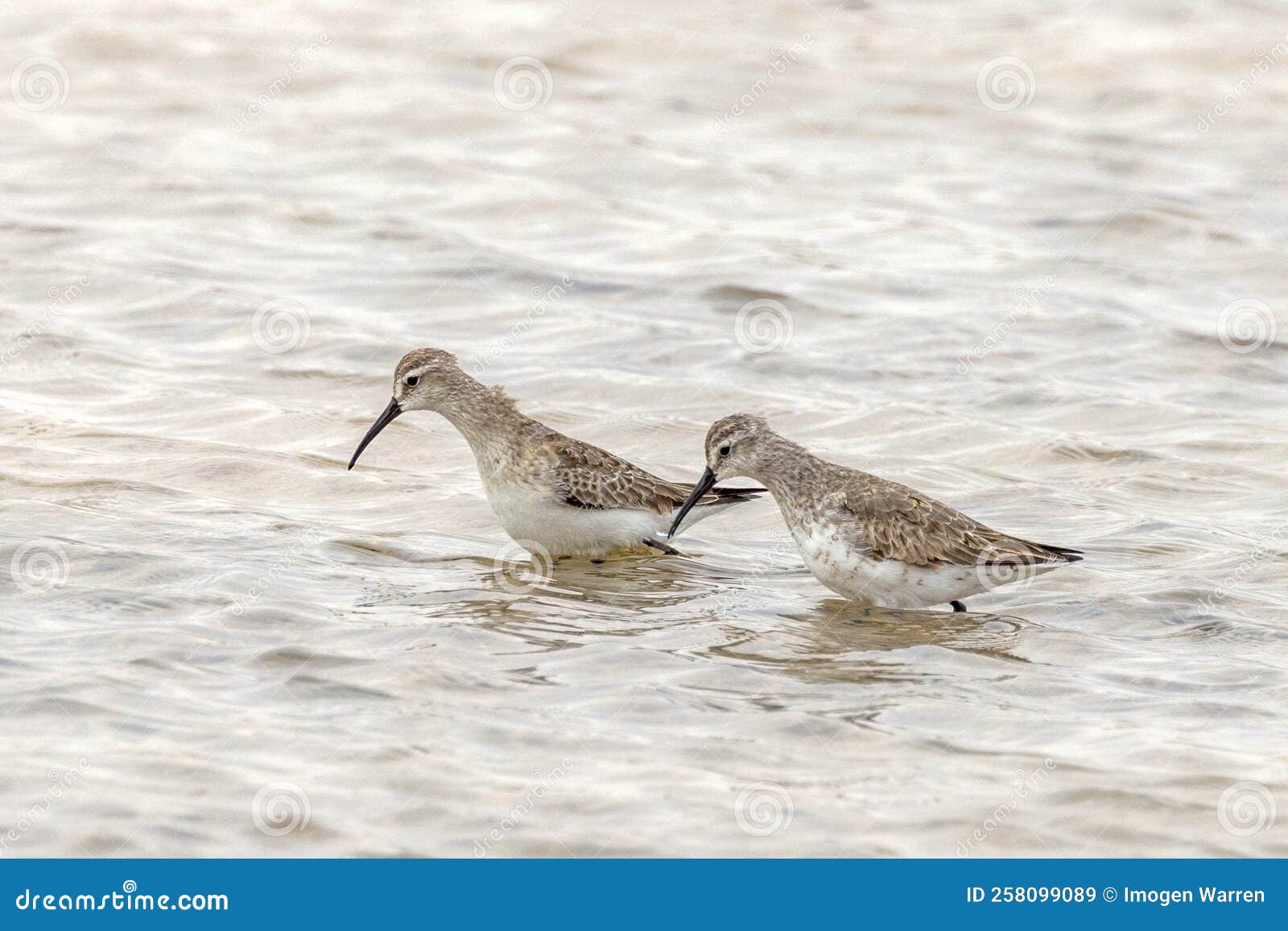 Curlew Sandpiper in South Australia Stock Image - Image of curlew ...