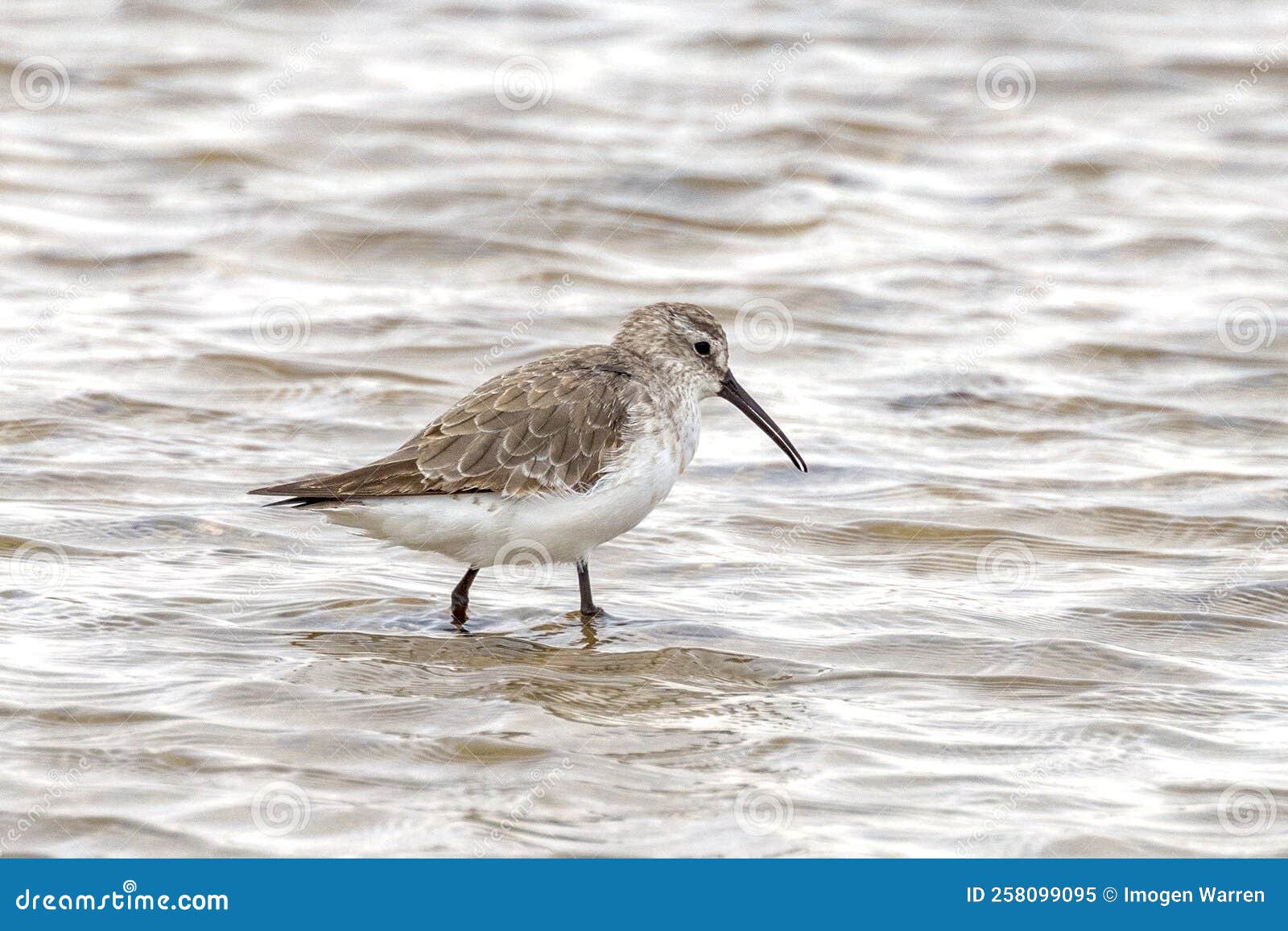 Curlew Sandpiper in South Australia Stock Image - Image of birding ...