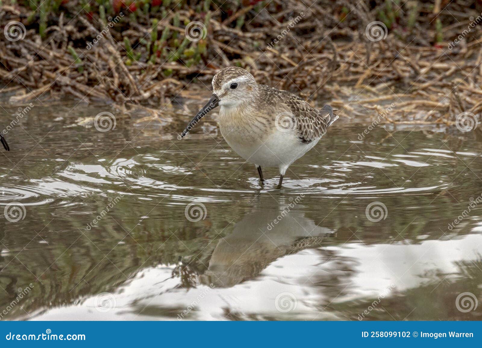 Curlew Sandpiper in South Australia Stock Photo - Image of colorful ...