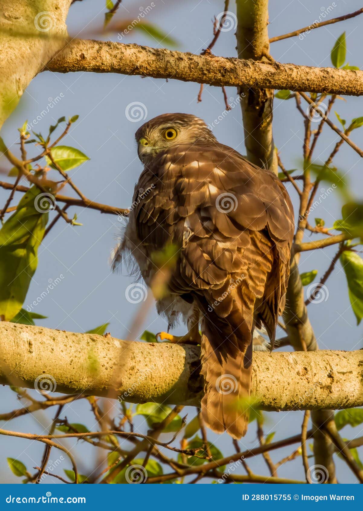 Brown Goshawk in Queensland Australia Stock Image - Image of avian ...