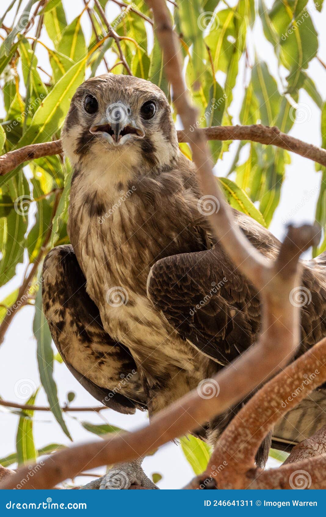 Brown Falcon in Queensland Australia Stock Image - Image of exotic ...