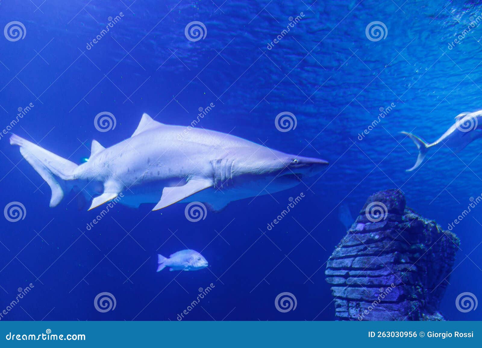 Medium Sized Shark Inside an Aquarium, Fish Theme Stock Photo - Image ...