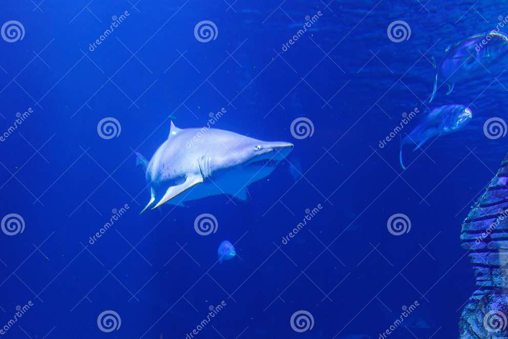 Medium Sized Shark Inside an Aquarium, Fish Theme Stock Photo - Image ...