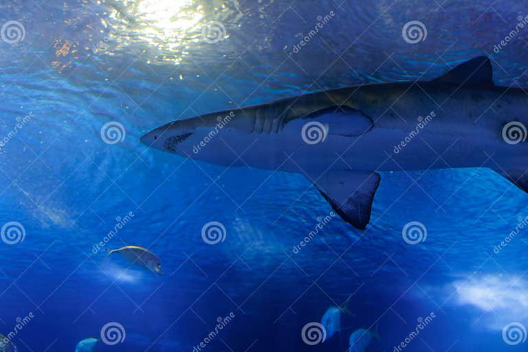 Medium Sized Shark Inside an Aquarium, Fish Theme Stock Image - Image ...