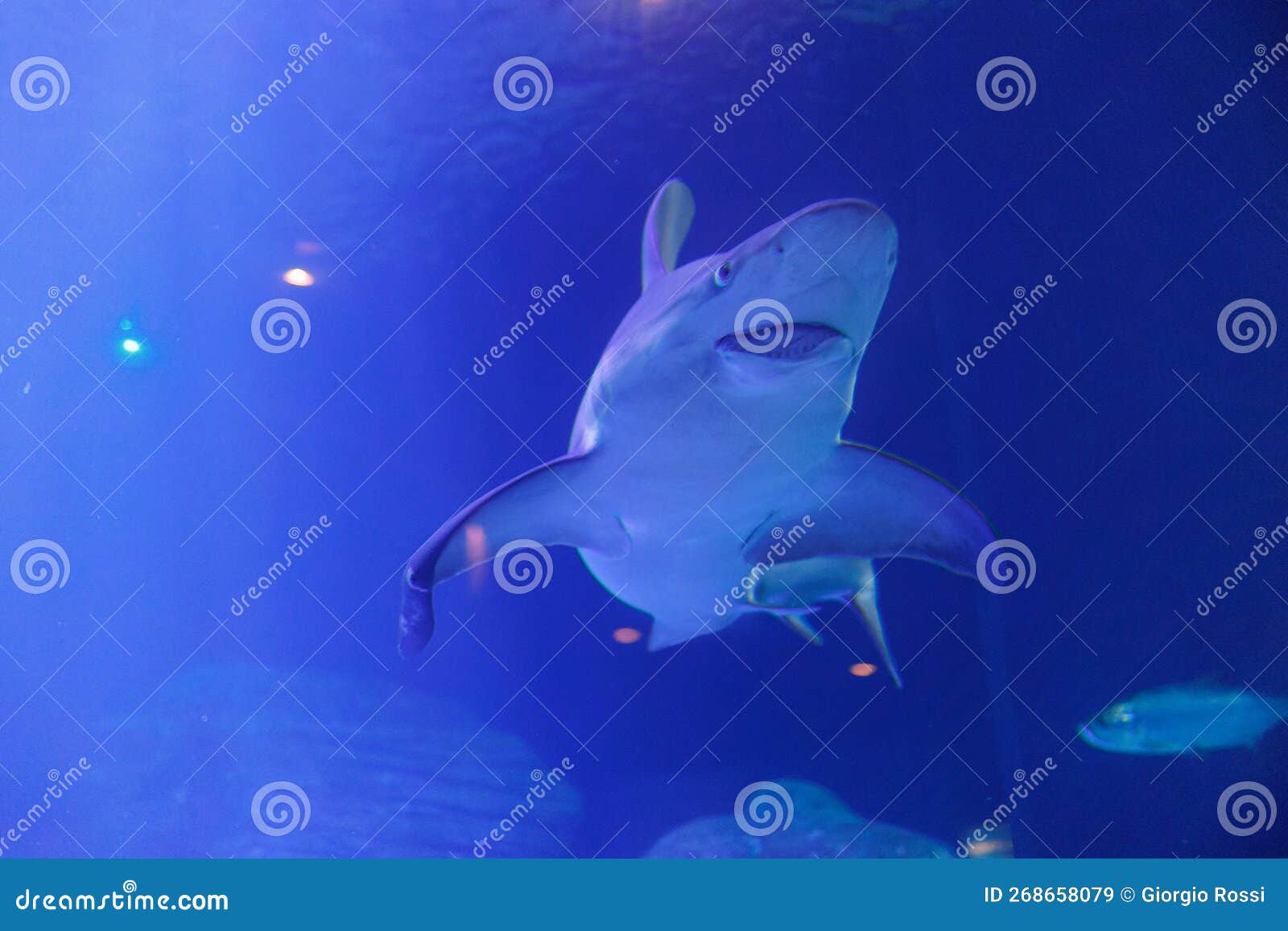 Medium Sized Shark Inside an Aquarium, Fish Theme Stock Image - Image ...