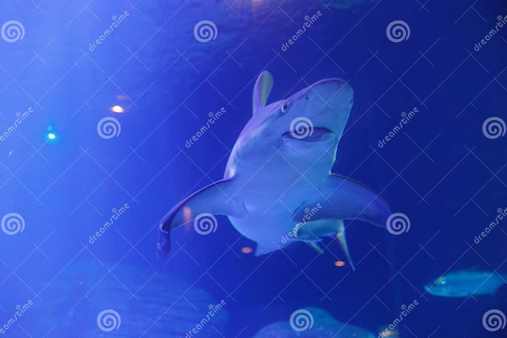 Medium Sized Shark Inside an Aquarium, Fish Theme Stock Image - Image ...
