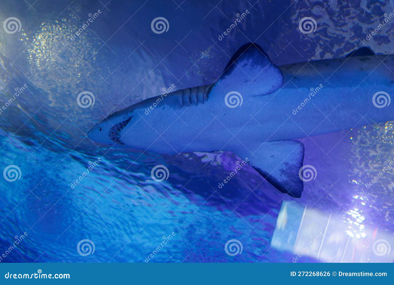 Medium Sized Shark Inside an Aquarium, Fish Theme Stock Photo - Image ...