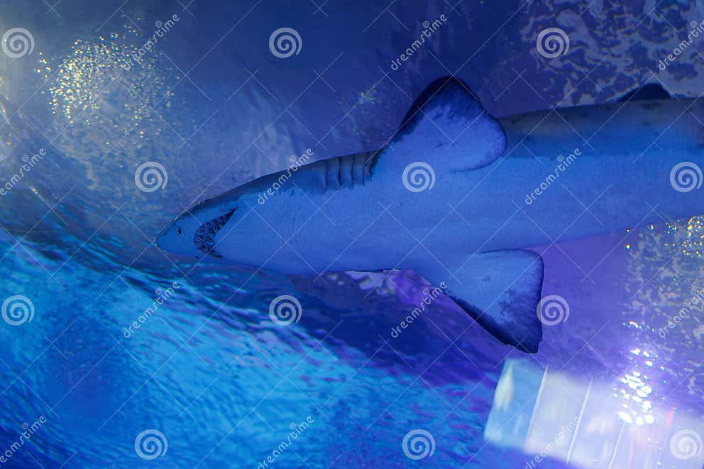 Medium Sized Shark Inside an Aquarium, Fish Theme Stock Photo - Image ...