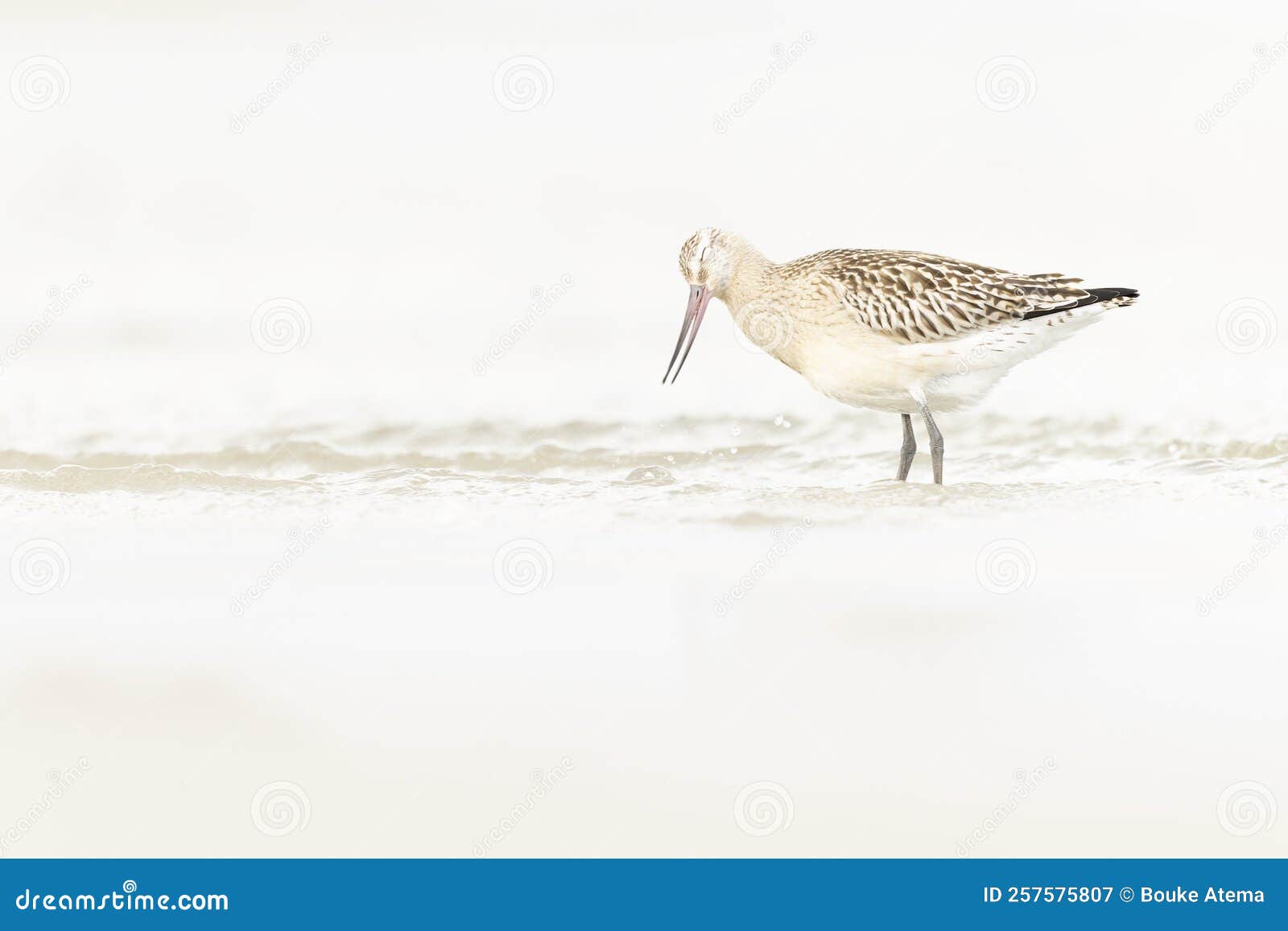 A Bar-tailed Godwit Foraging during Fall Migration on the Beach. Stock ...