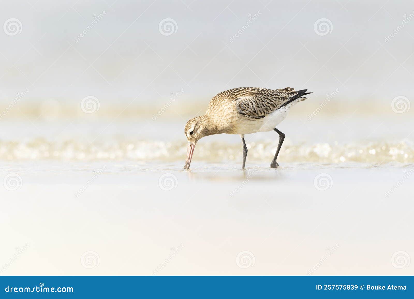 A Bar-tailed Godwit Foraging during Fall Migration on the Beach. Stock ...