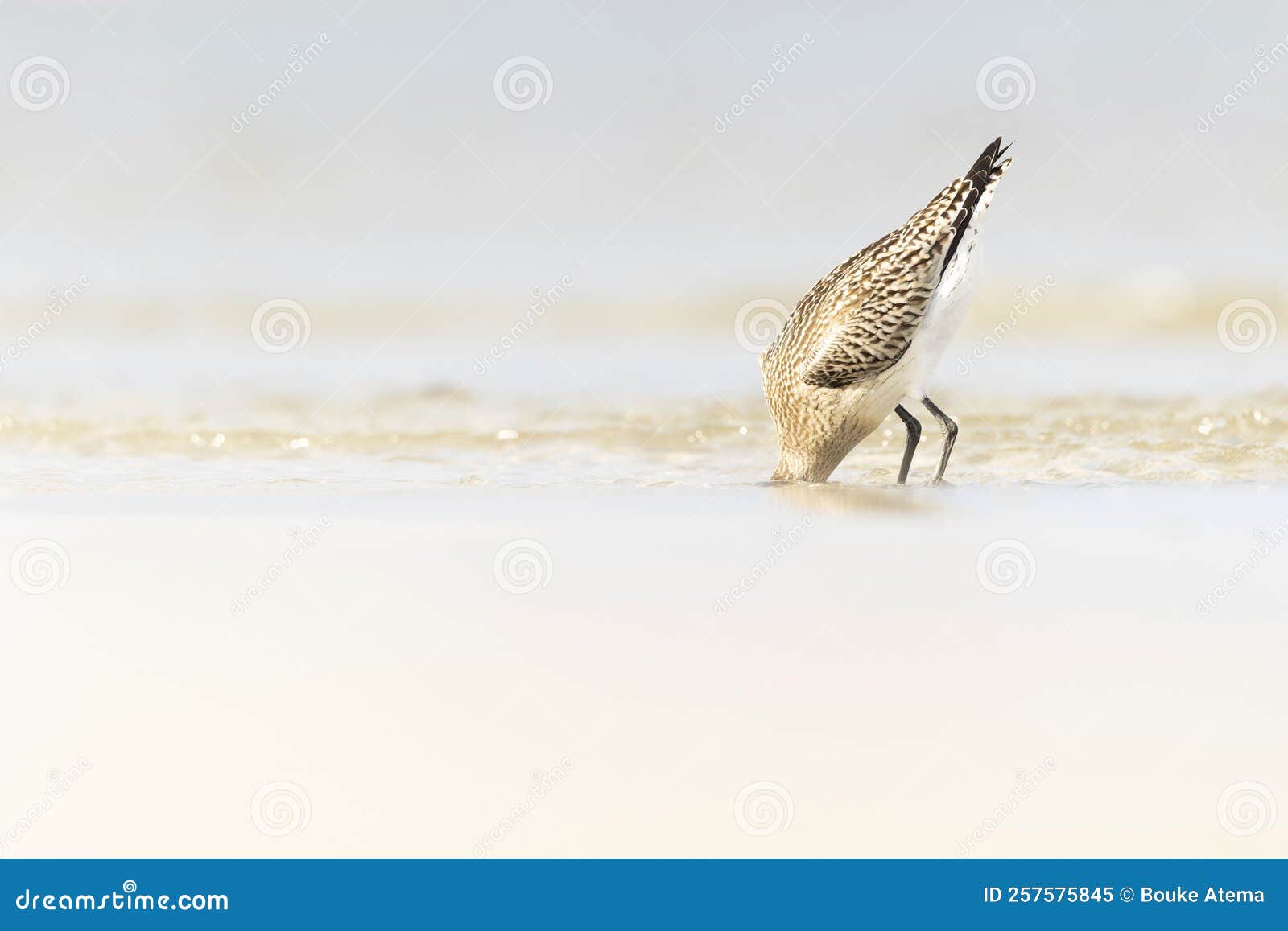 A Bar-tailed Godwit Foraging during Fall Migration on the Beach. Stock ...