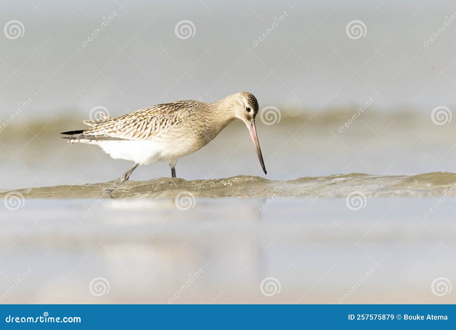 A Bar-tailed Godwit Foraging during Fall Migration on the Beach. Stock ...
