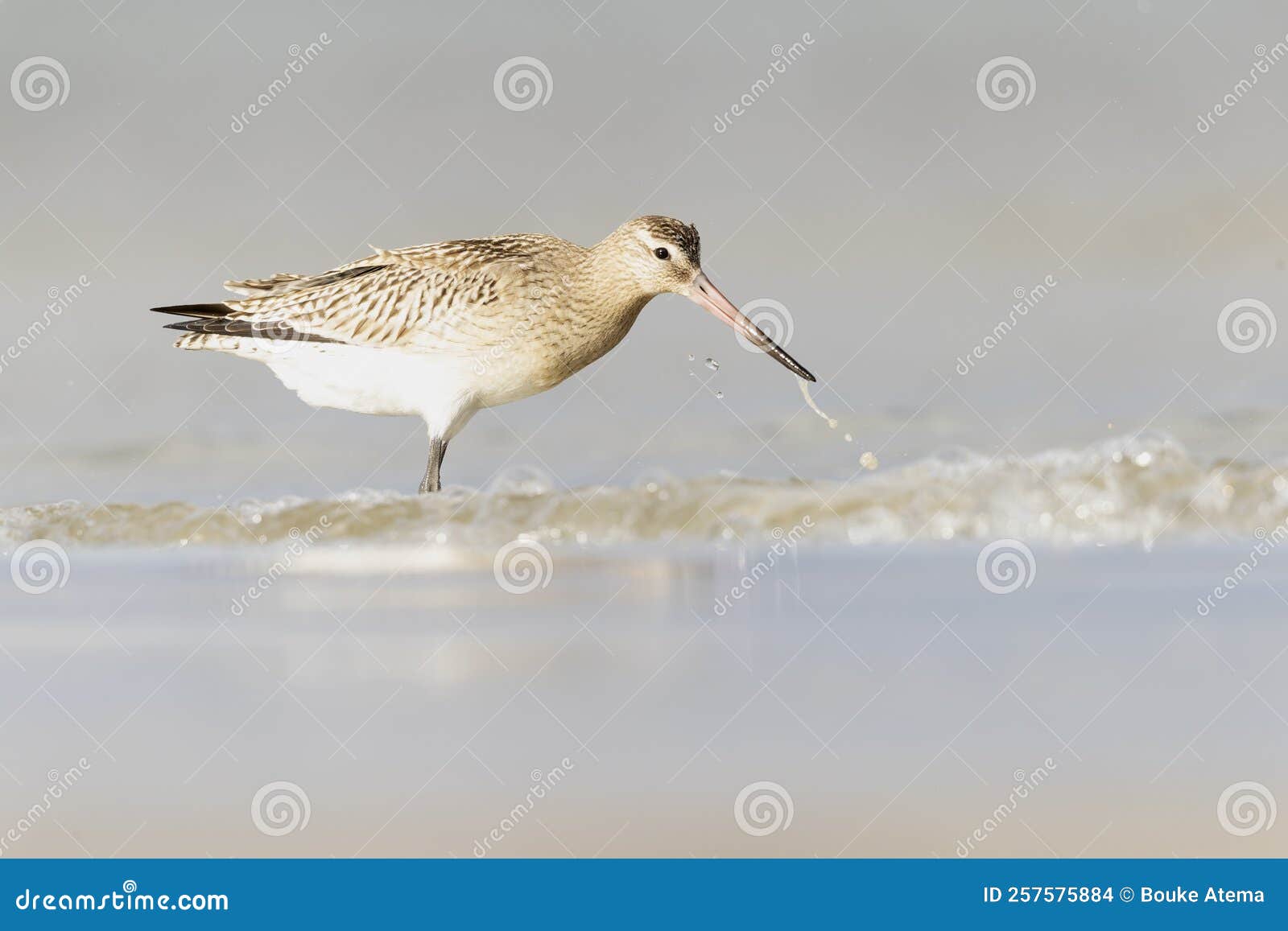 A Bar-tailed Godwit Foraging during Fall Migration on the Beach. Stock ...