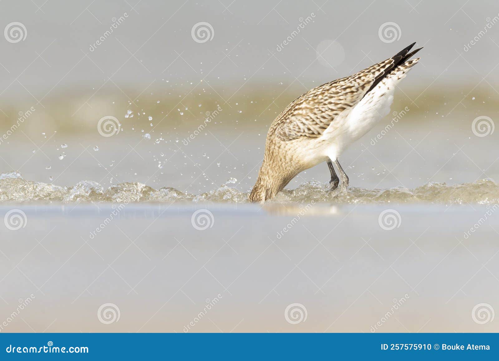 A Bar-tailed Godwit Foraging during Fall Migration on the Beach. Stock ...