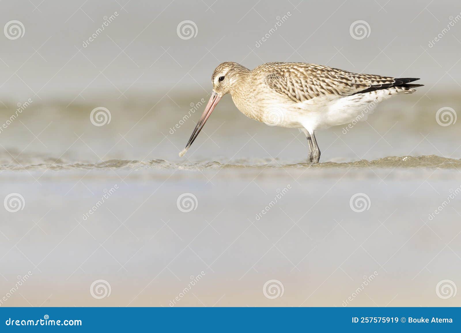 A Bar-tailed Godwit Foraging during Fall Migration on the Beach. Stock ...
