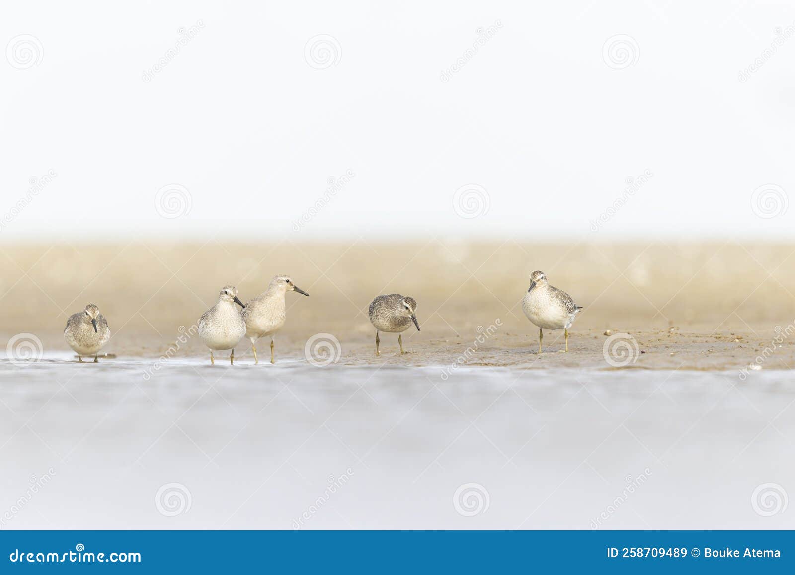 A Group of Red Knot Foraging during Fall Migration on the Beach. Stock ...