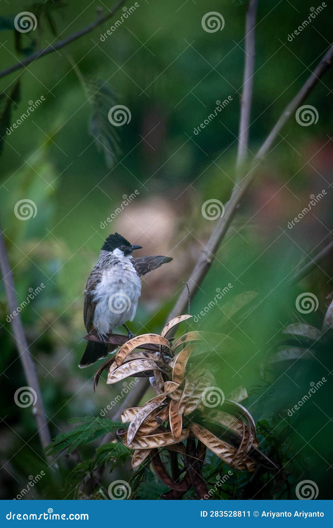 The Sooty-headed Bulbul Pycnonotus Aurigaster is a Species of Songbird ...