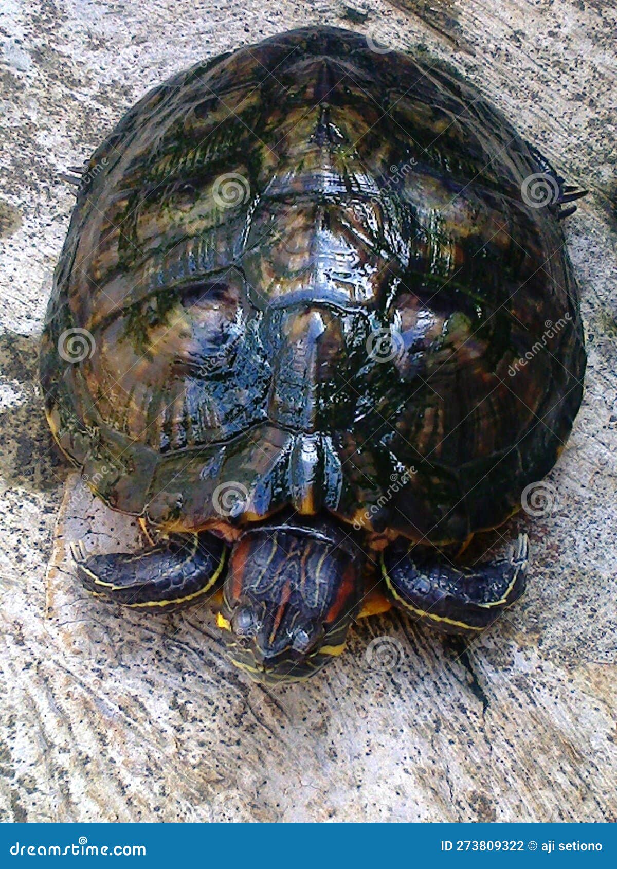 A Medium-sized Wild Tortoise from Nature Stock Photo - Image of ...