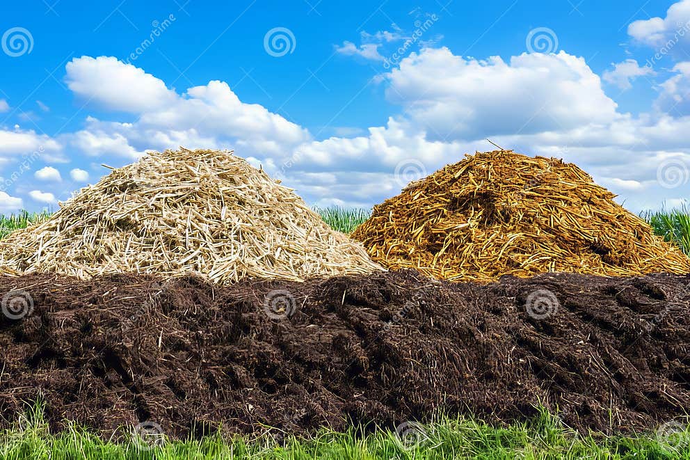 Medium-sized Wood Chips are Used As Solid Biomass Fuel. Stock Photo ...