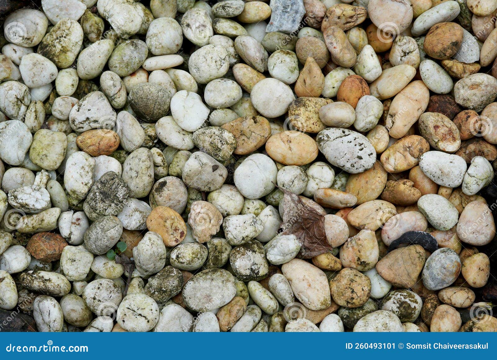 Medium Smooth Waterworn Pebbles Stones Stock Image - Image of gray ...