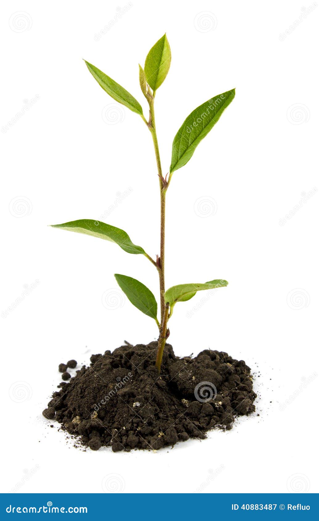 Medium sprout stock image. Image of floral, botanical - 40883487