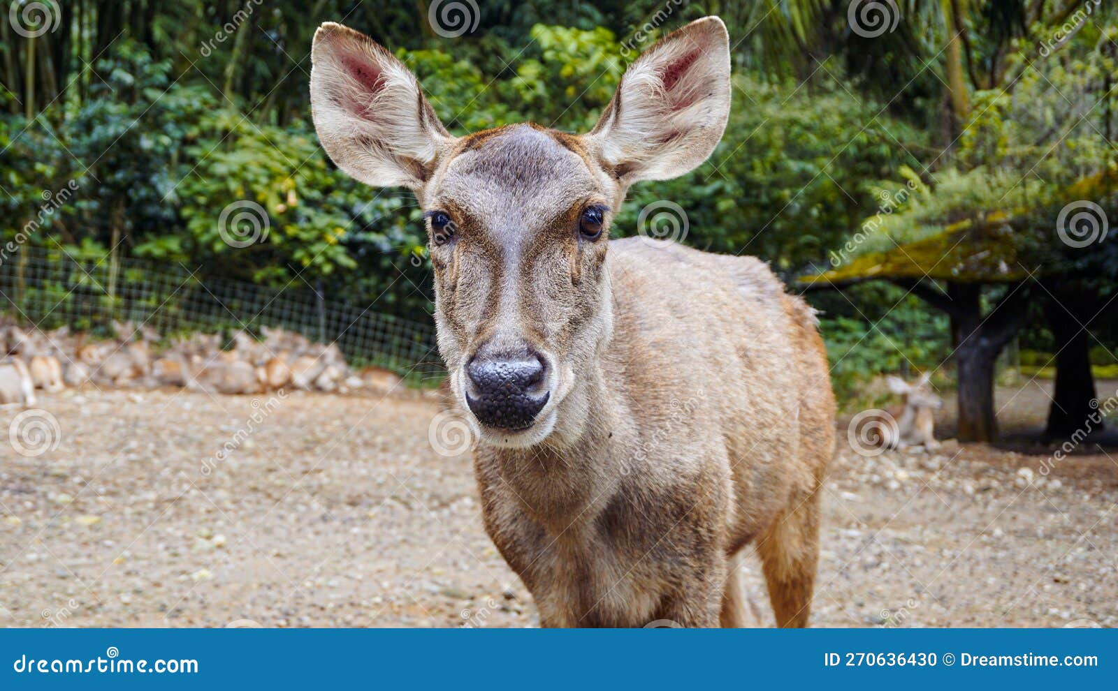 Medium View of Brown Deer in Zoo Captivity Looking at the Camera ...