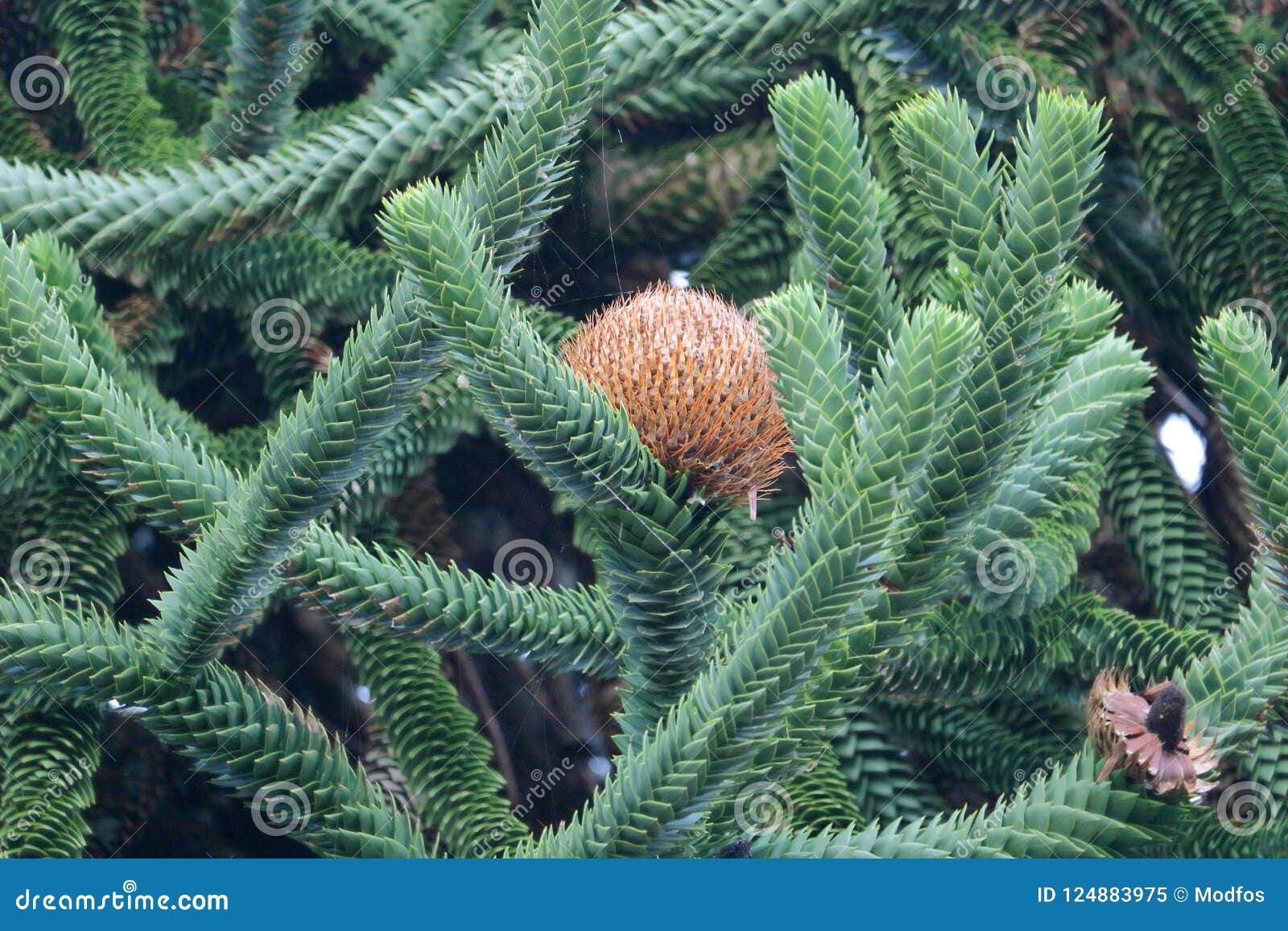 Female Monkey Tree and Cone Stock Image - Image of sharp, araucana ...