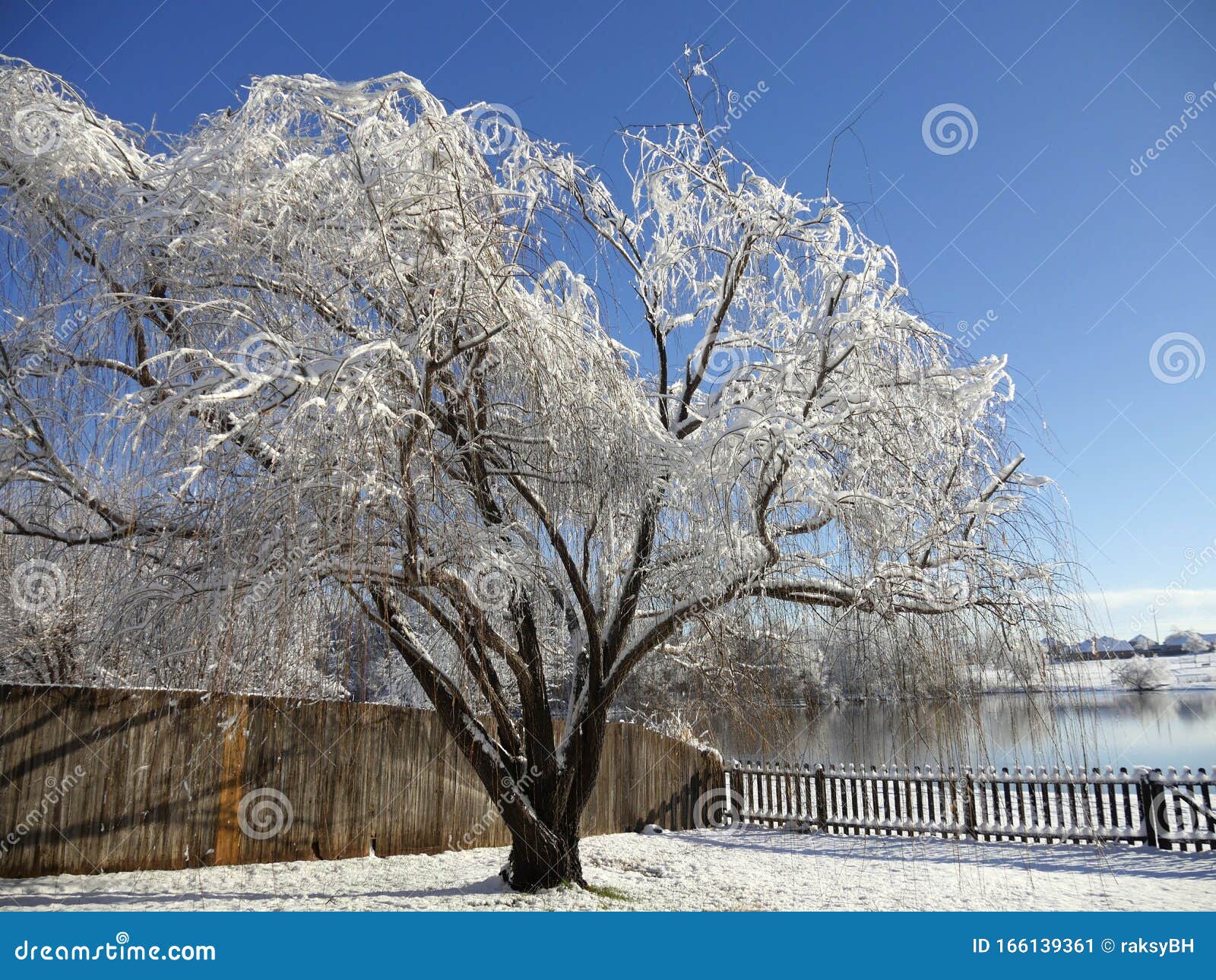 Medium Wide Shot of a Willow Tree Covered with Snow and Ice in a ...