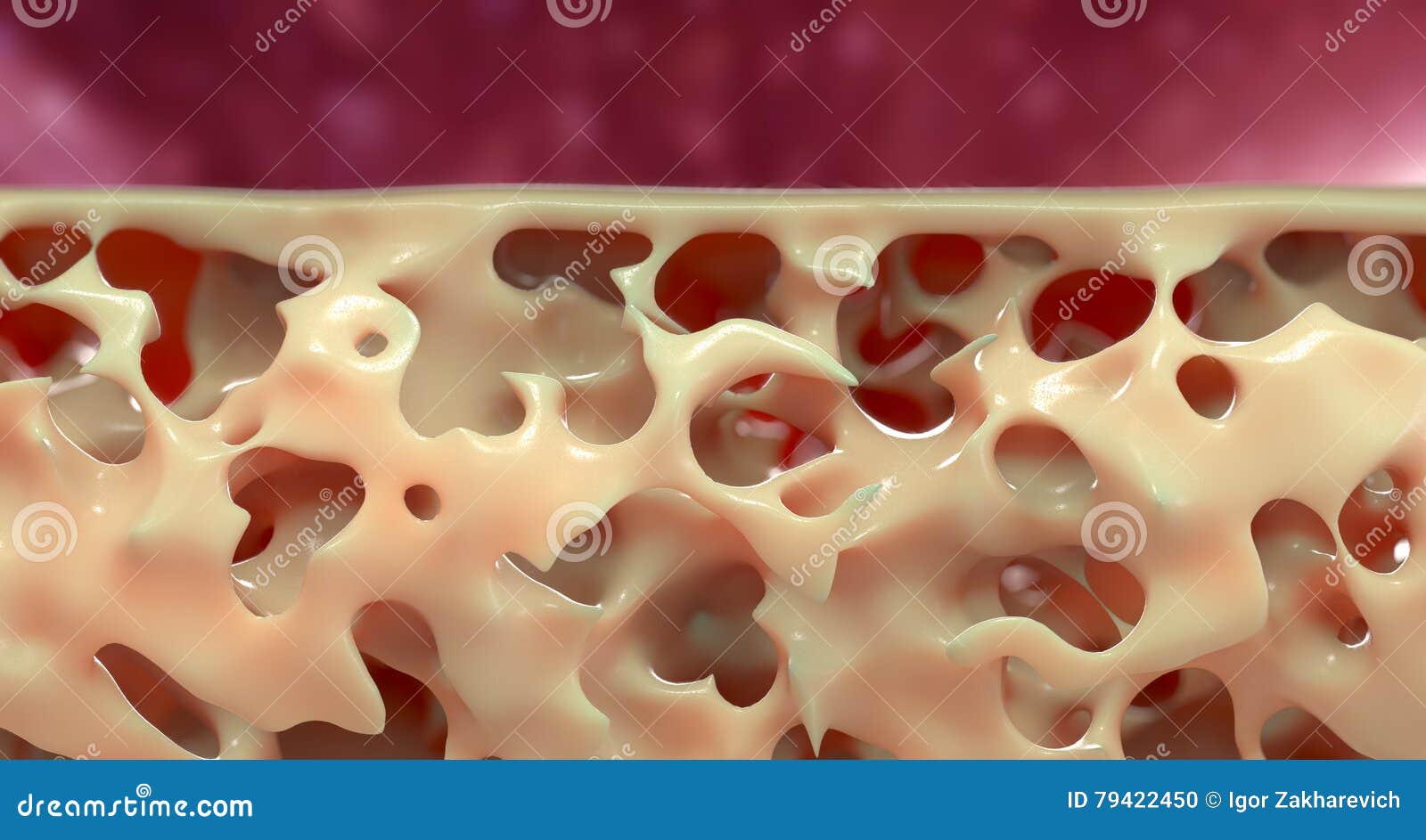 Medizinische Illustration Der Knochenstruktur Stock Abbildung ...