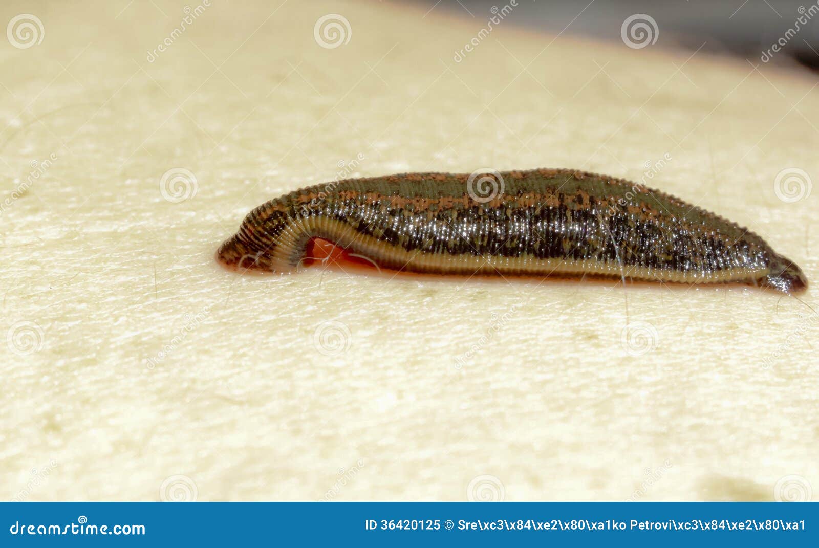 Medizinischer Blutegel Lizenzfreies Stockfoto - Bild: 36420125