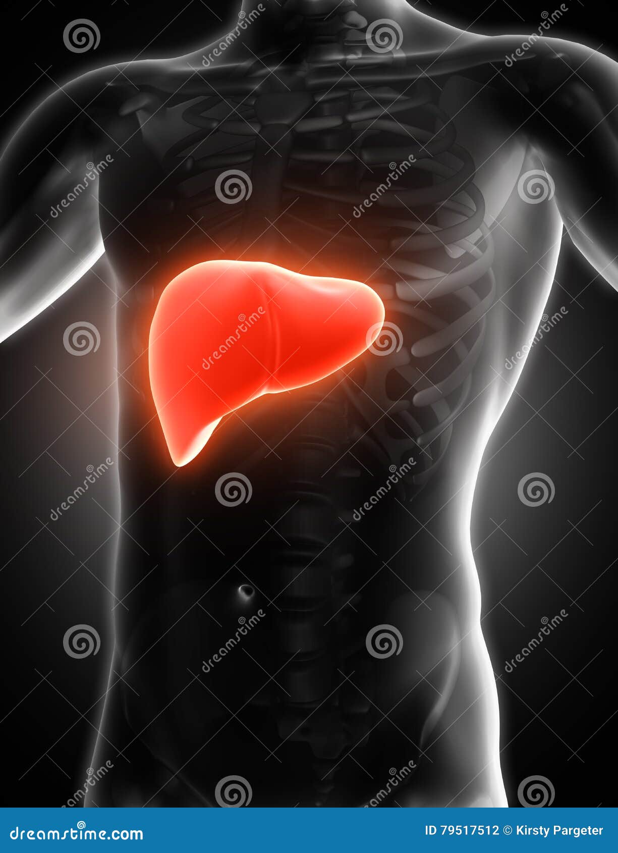 Medizinisches Bild 3D, Das Leber Zeigt Stock Abbildung - Illustration ...