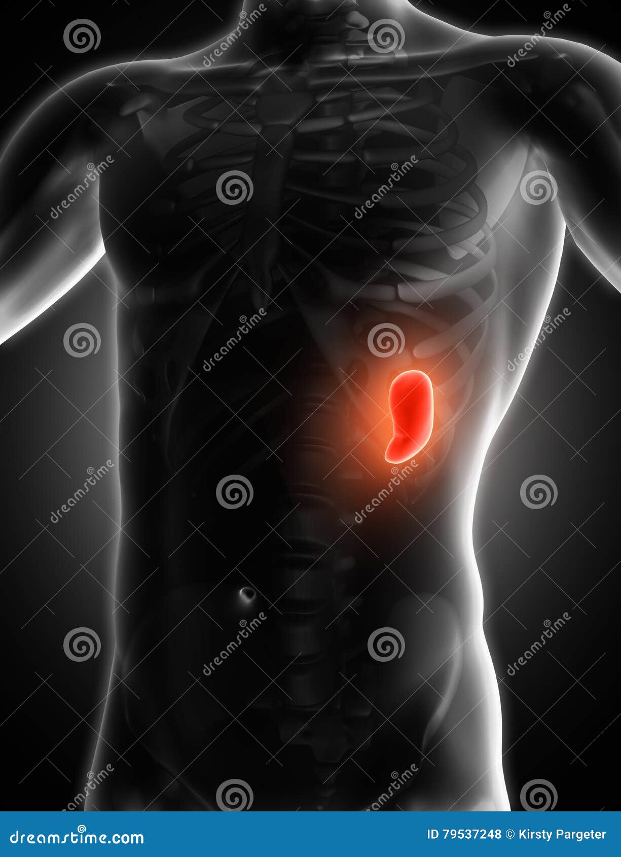 Medizinisches Bild 3D, Das Milz Zeigt Stock Abbildung - Illustration ...