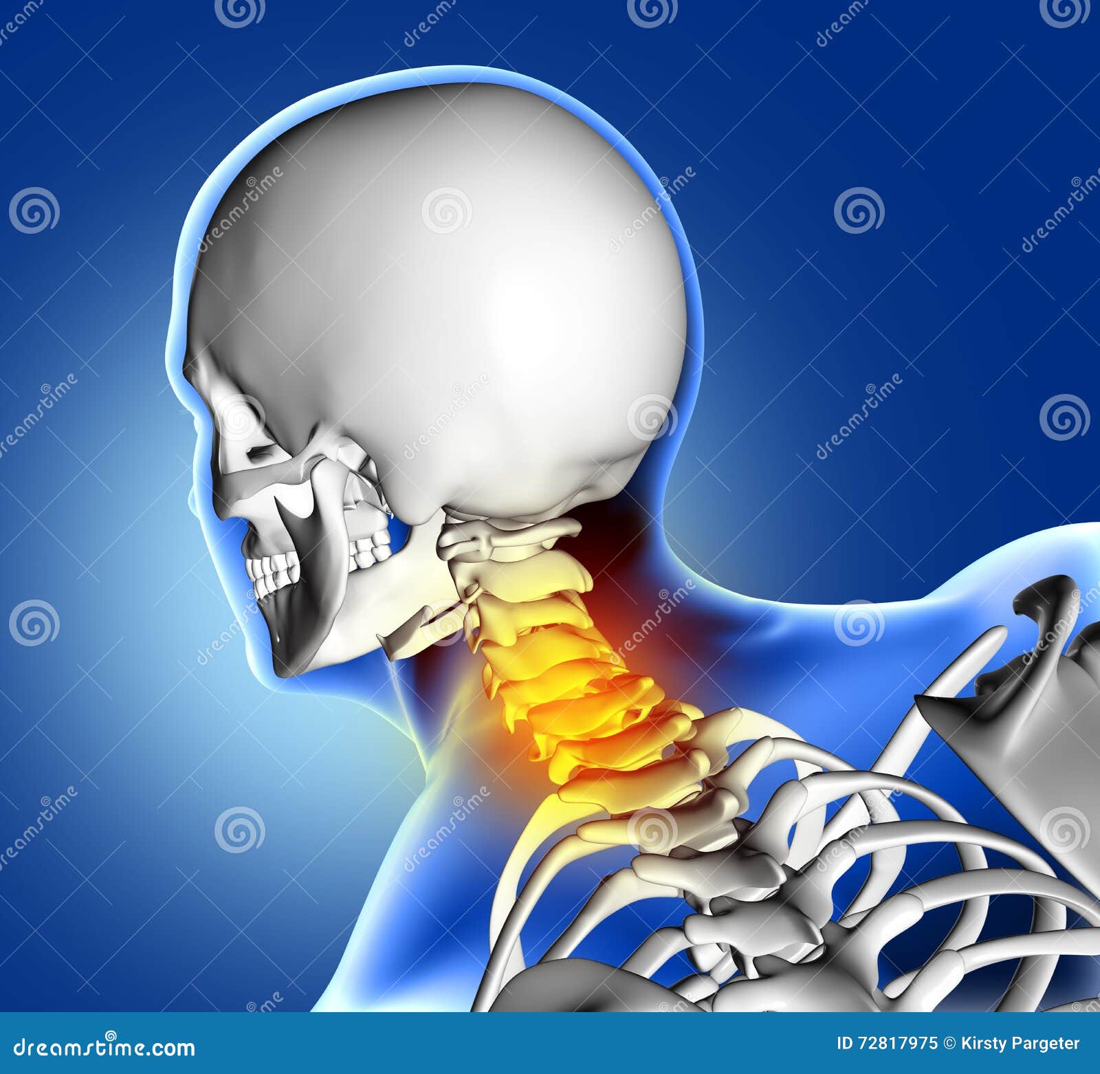 Medizinisches Bild 3D Des Halsknochens Stock Abbildung - Illustration ...