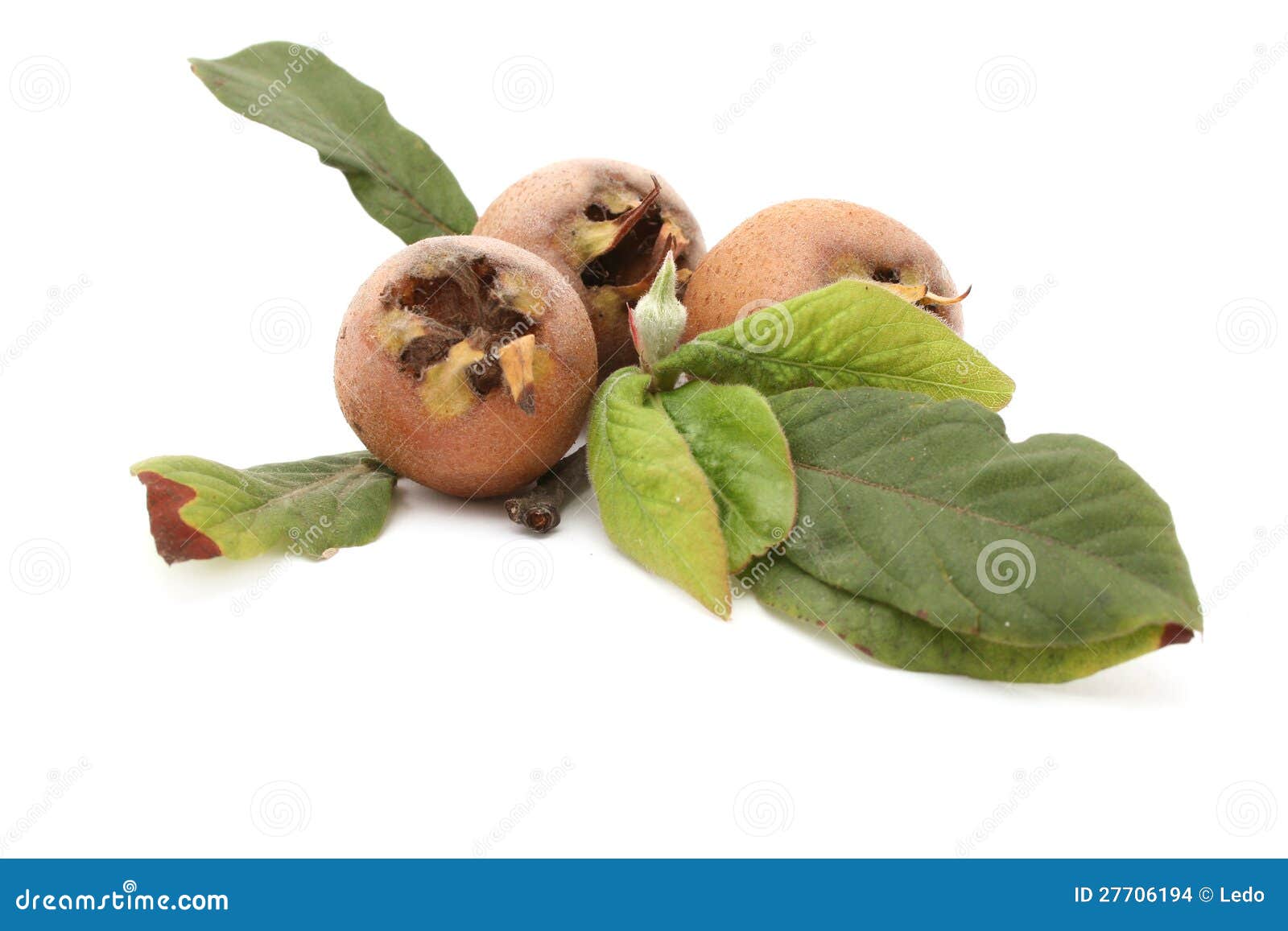 Medlar stock photo. Image of medlars, isolated, produce - 27706194