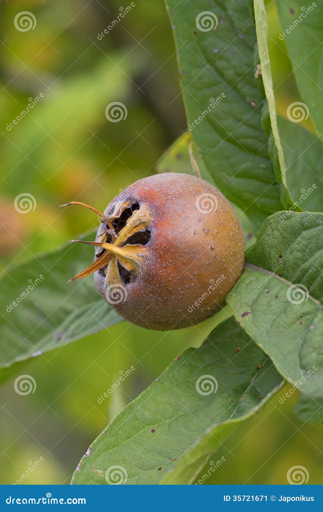 Medlar stock image. Image of eating, lifestyle, close - 35721671
