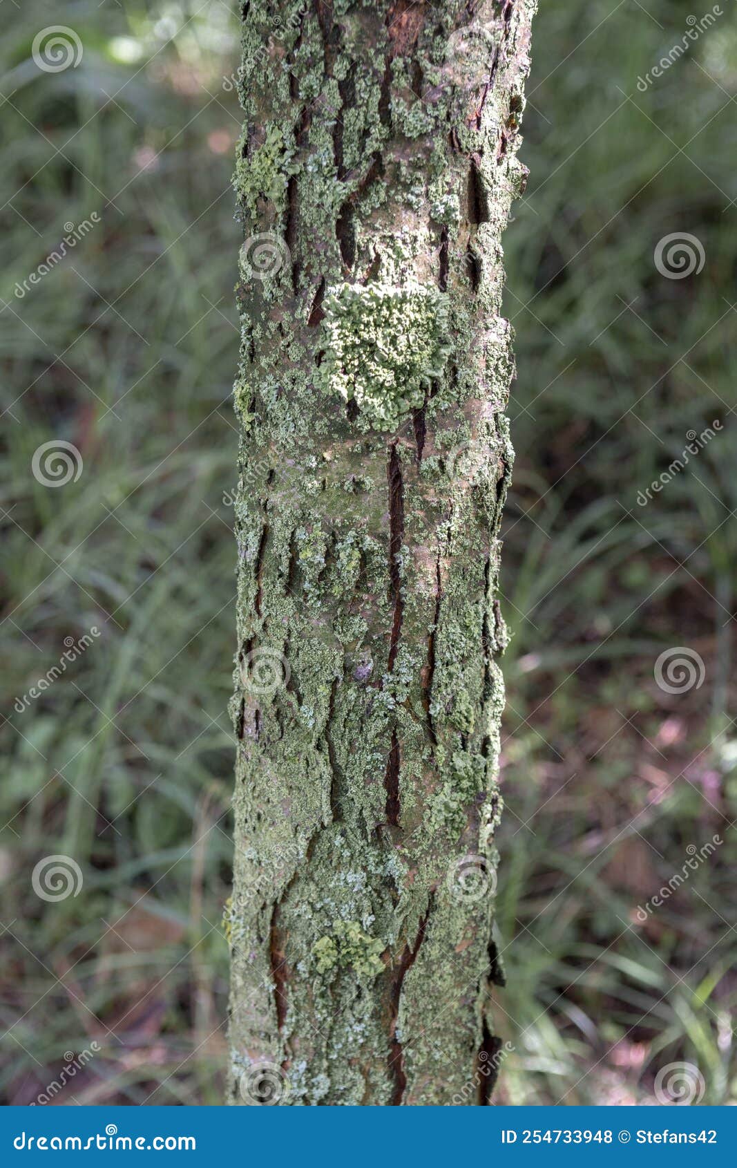 The Medlar or Common Medlar (Mespilus or Crataegus Germanica) Trunk and ...