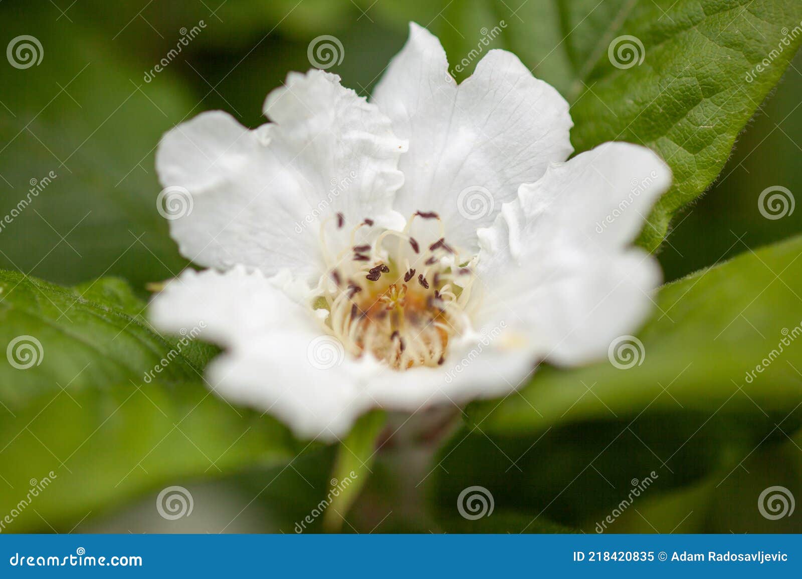 Medlar Flower of Fruit Tree in Late Spring Stock Image - Image of white ...
