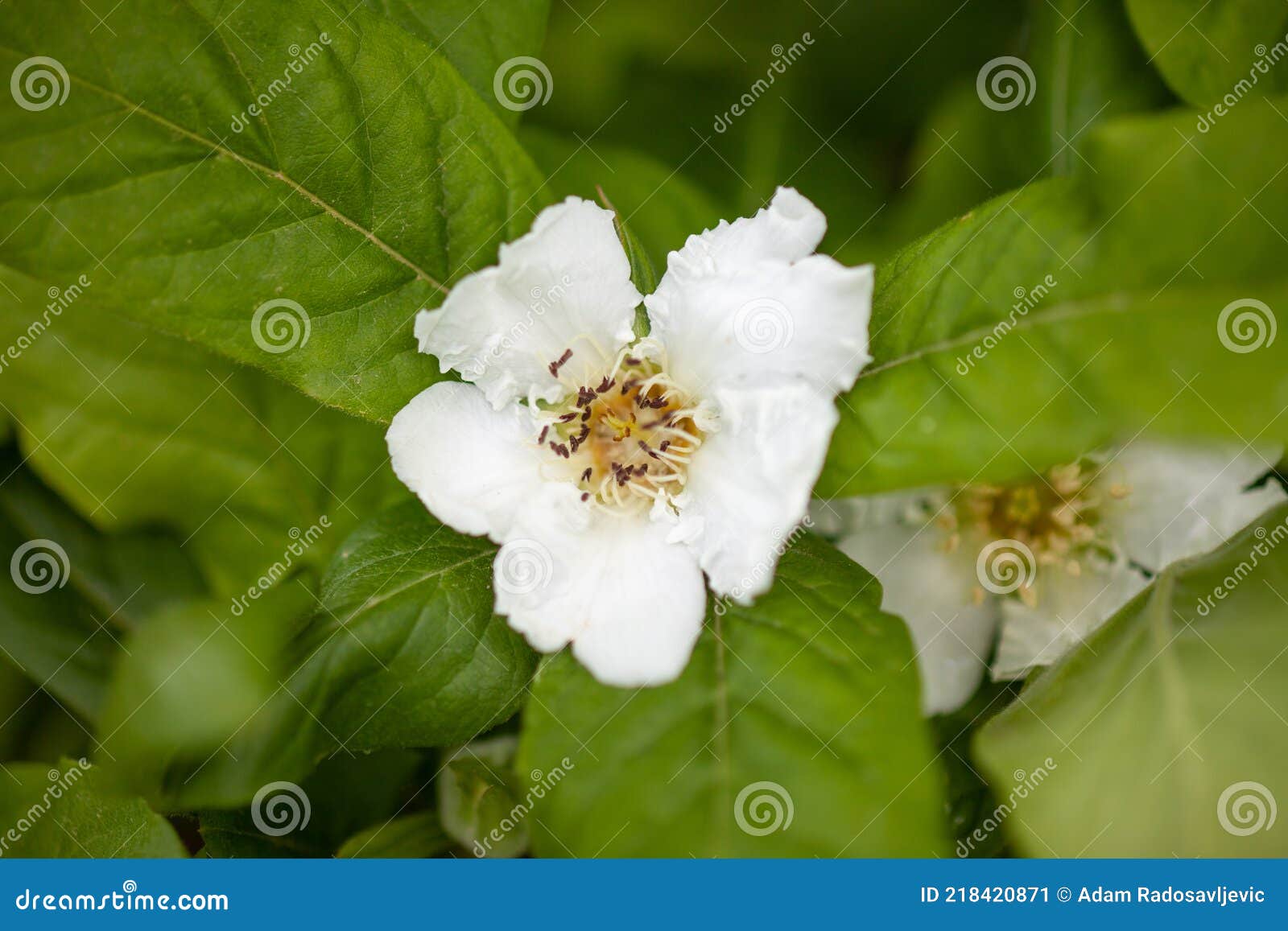 Medlar Flower of Fruit Tree in Late Spring Stock Image - Image of ...
