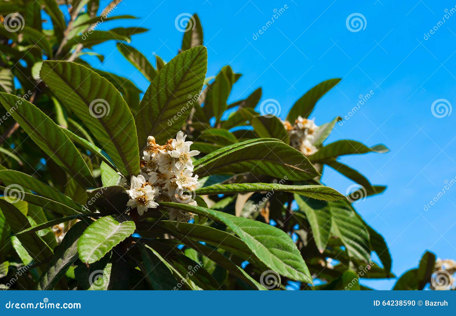 Medlar flower on tree stock photo. Image of fruit, garden - 64238590
