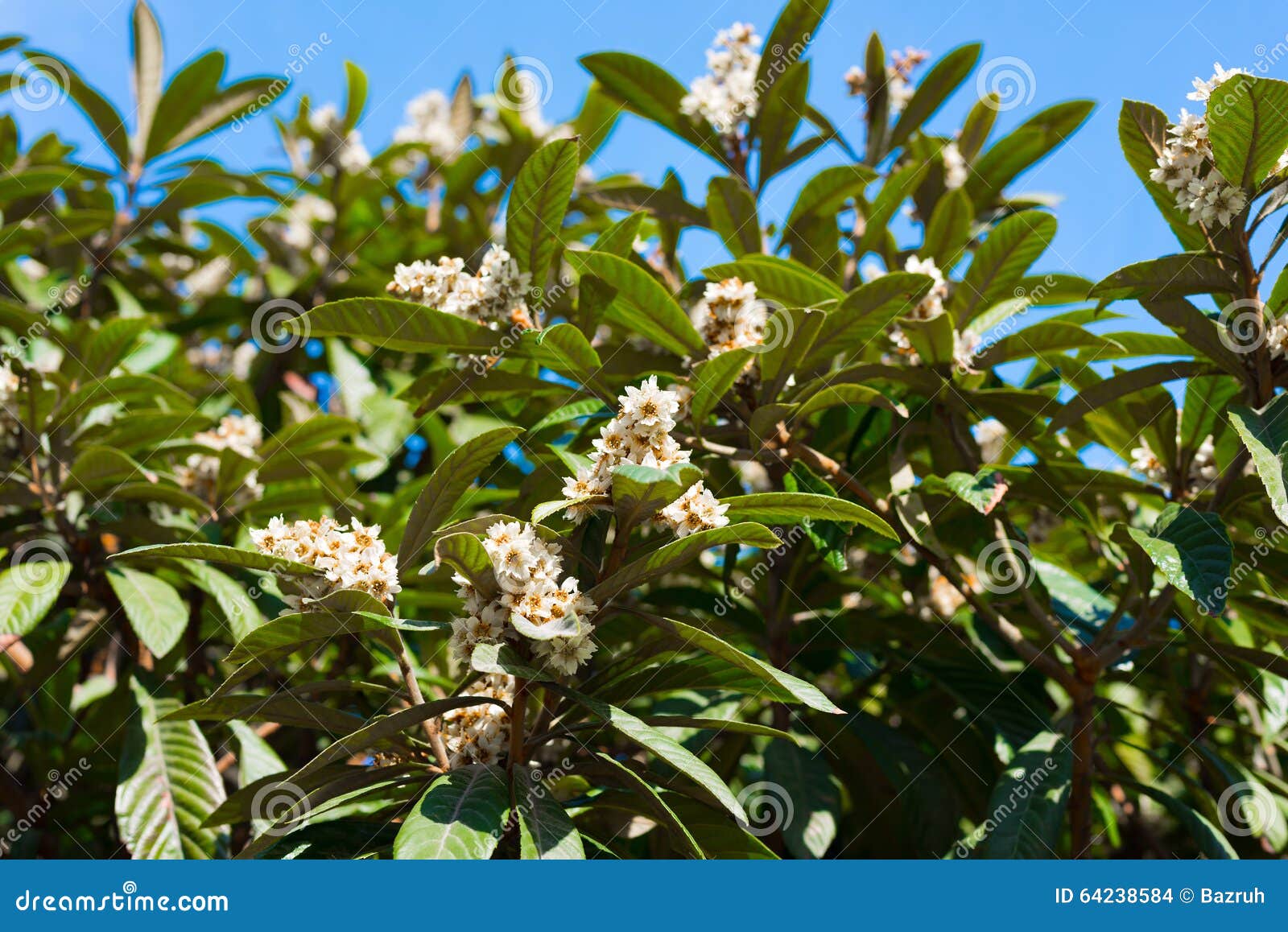 Medlar flowers on tree stock photo. Image of tree, blossoms - 64238584