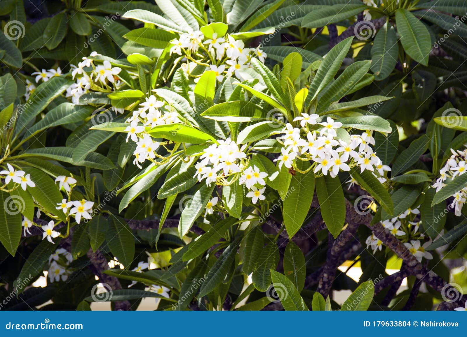 Medlar Flowers on the Trees Stock Photo - Image of floral, crataegus ...