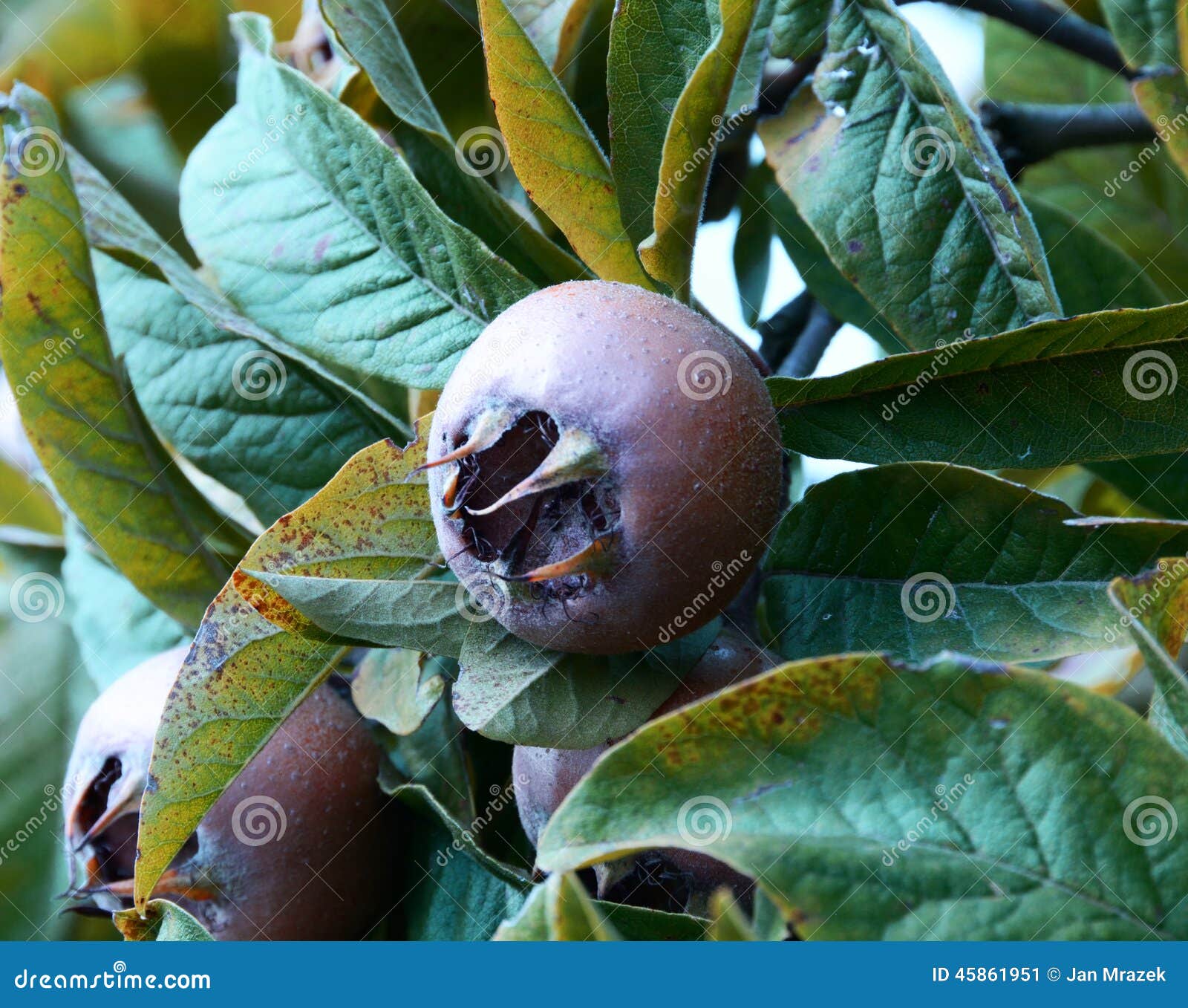 Medlar fruit stock image. Image of garden, medlar, mespilus - 45861951